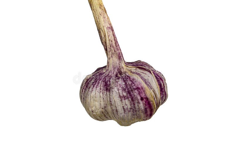 Round Head Square Neck Bolts, Cut Out, Photo Stacking Stock Photo ...