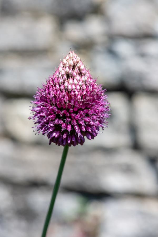 Round Headed Garlic (allium Sphaerocephalon Stock Photo - Image of ball ...