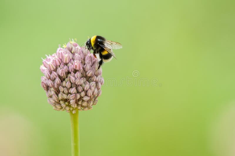 Round-headed Garlic, Green Background. Bumblebee Collecting Pollen ...