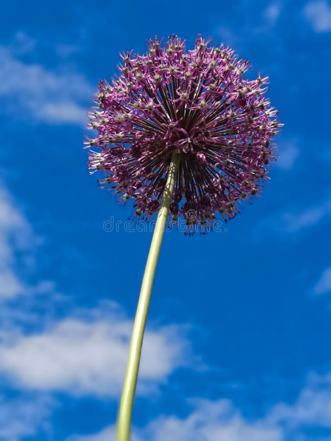 Round-headed Leek Flower Head Buds Starting To Open, Also Known As ...