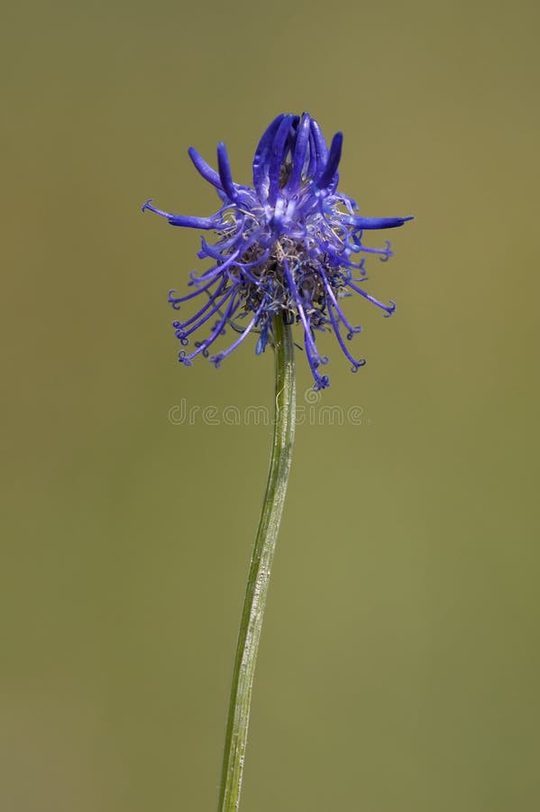 Round Headed Rampion Phyteuma Orbiculare Stock Photos - Free & Royalty ...