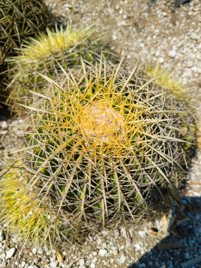 Round Hedgehog Cactus Desert Vegetation Spring Stock Photo - Image of round, spring: 308725630