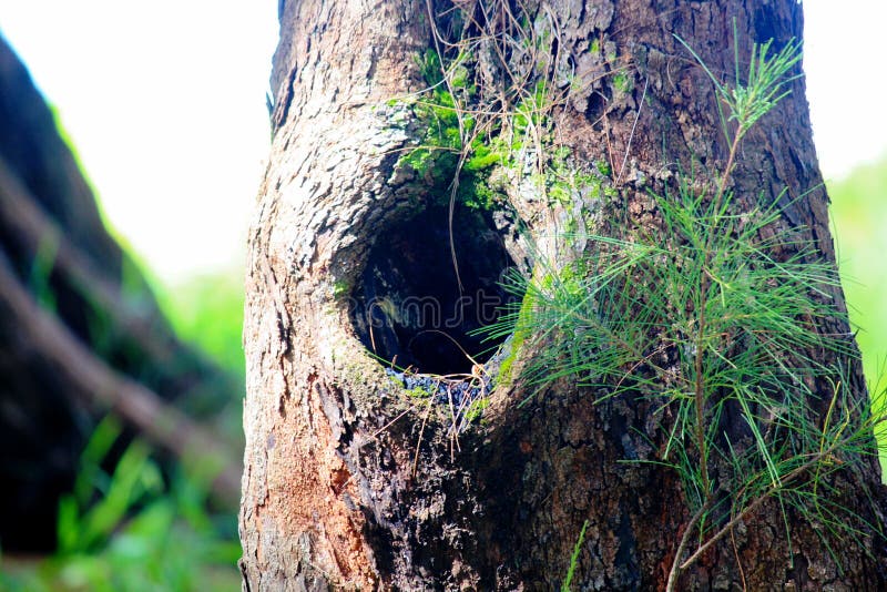 Hole in the tree trunk stock image. Image of entrance - 152965633