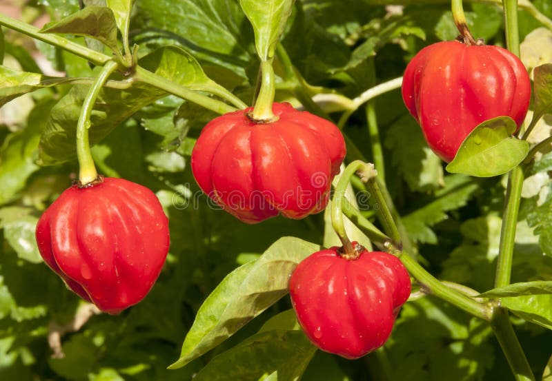 Chinese Hot Pepper Plant