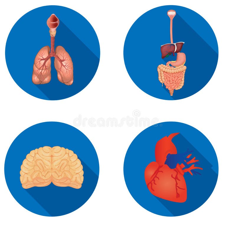 Round Icons of Internal Human Organs Flat Design Stock Illustration ...