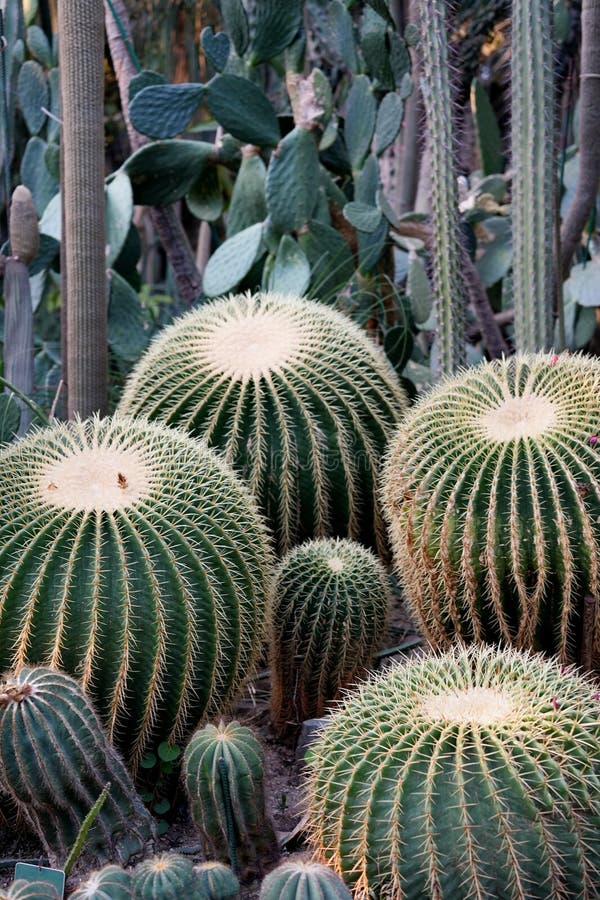 Round Large Cactus ( Lat. Cactaceae) Close Up Stock Image - Image of ...