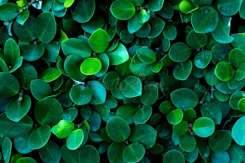 Old Leaf of Fig (ficus Carica) on the Black Ground Stock Image - Image ...