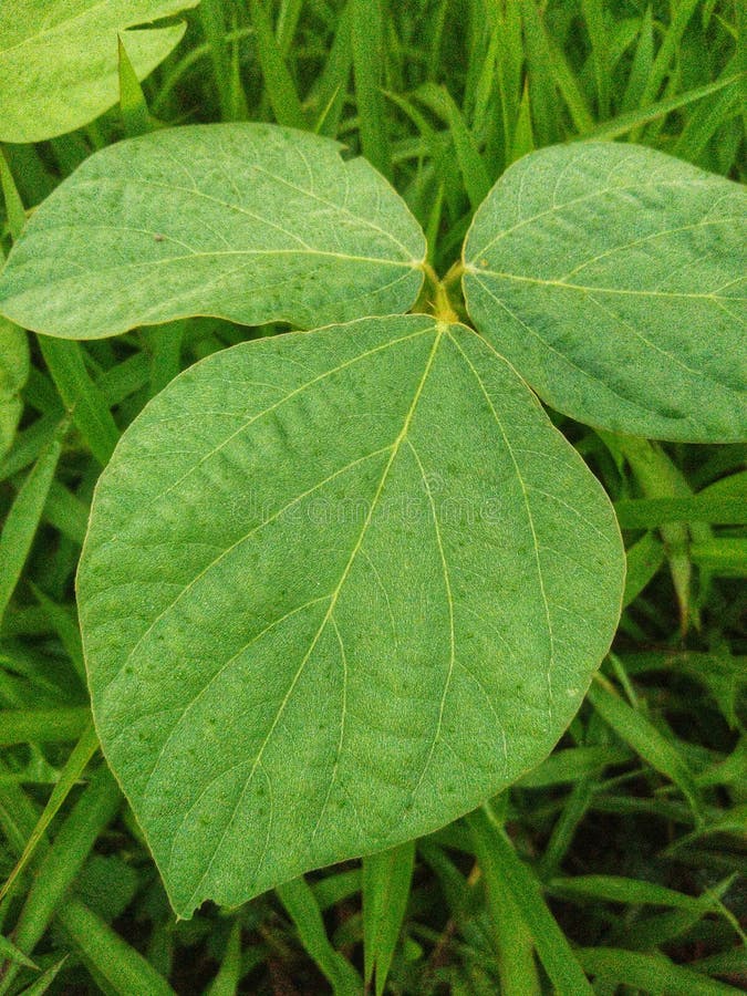 3 Round Leaf Texture that Grows Wild among the Green Grass. in the ...