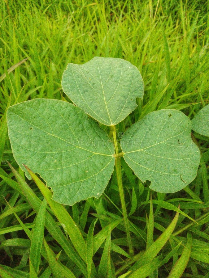 3 Round Leaf Texture that Grows Wild among the Green Grass. in the ...