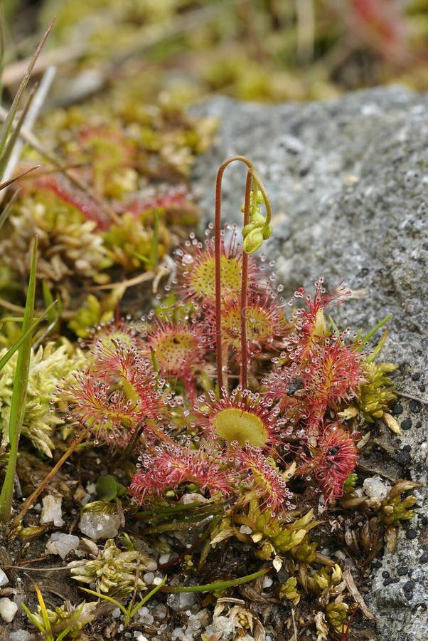 Round-leaved Sundew stock image. Image of droseraceae - 20571061