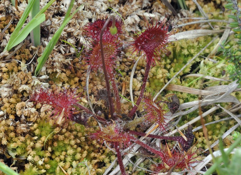 Drosera intermedia stock image. Image of green, flower - 58801439