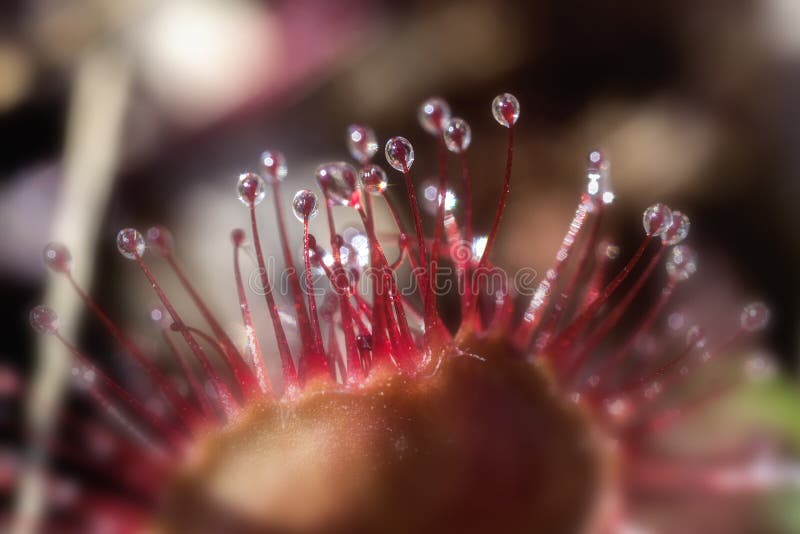 Round-leaved Sundew - Macro Shot Stock Photo - Image of herb, drops ...