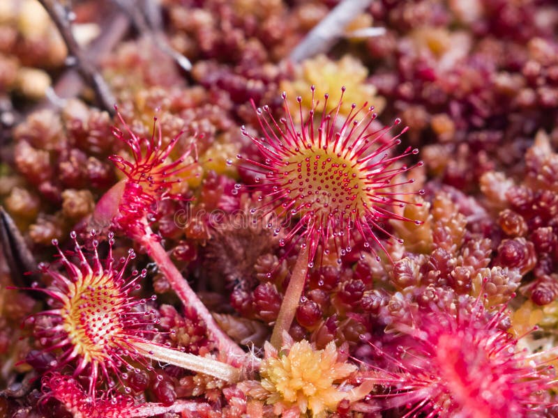 Round-leaved Sundew in Moss Macro, Shallow DOF, Selective Focus Stock ...