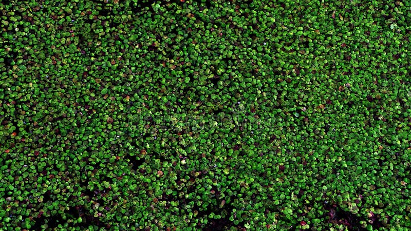 Environmental Landscape on the Surface of the Water Stock Image - Image ...