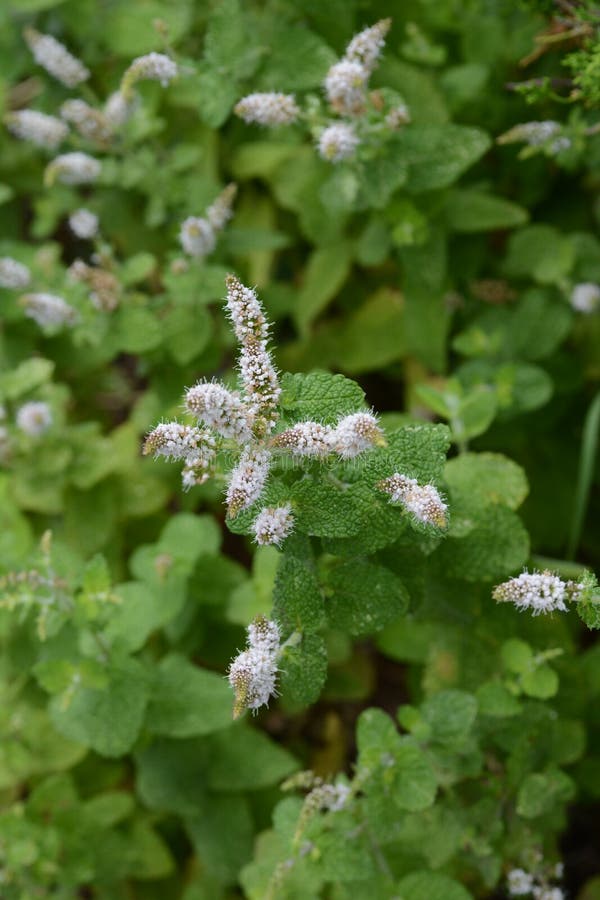 Apple mint stock image. Image of natural, potted, nature - 117848763