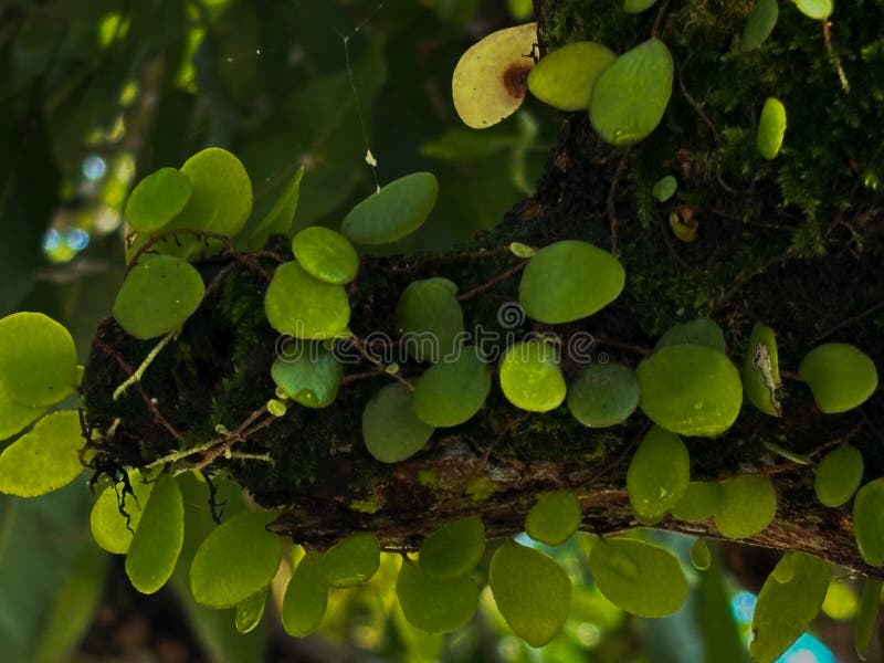 A Round Leaves Weed that Grows on Tree Trunk Stock Image - Image of ...