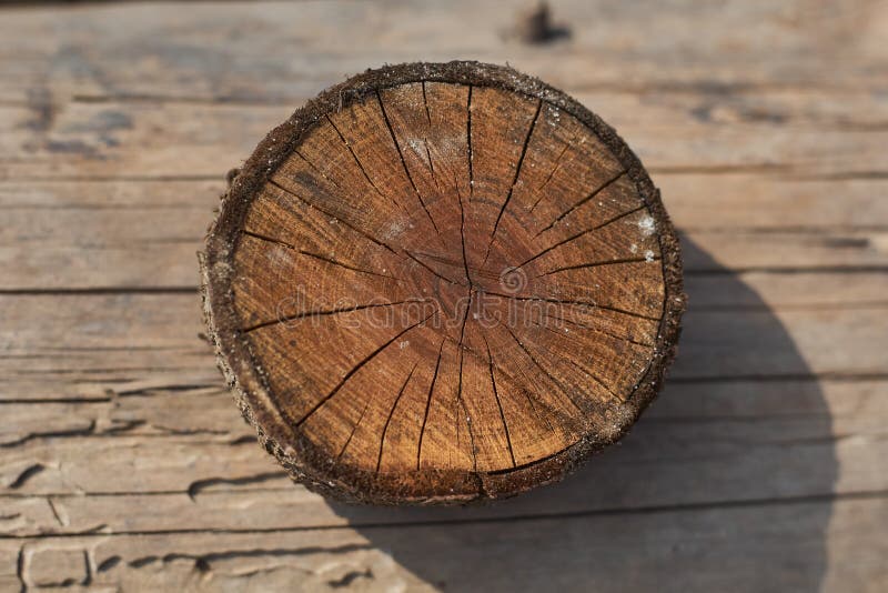 Round Log from the Mountain. Stock Image - Image of ecosystem, close ...