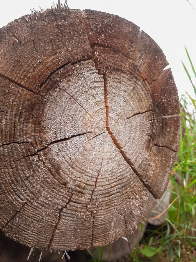 Round Log of a Tree Trunk with Cracks in the Wooden Texture on a Round ...