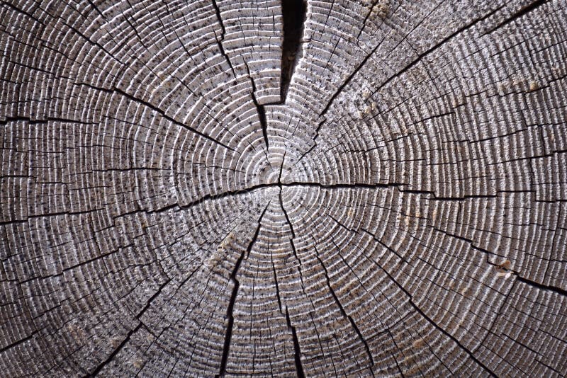 Round log wall texture stock photo. Image of village - 58718716