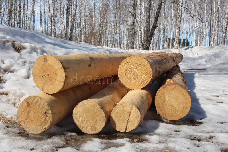 Round Logs Tree Trunks Wood for Harvesting in the Forest Stock Photo ...