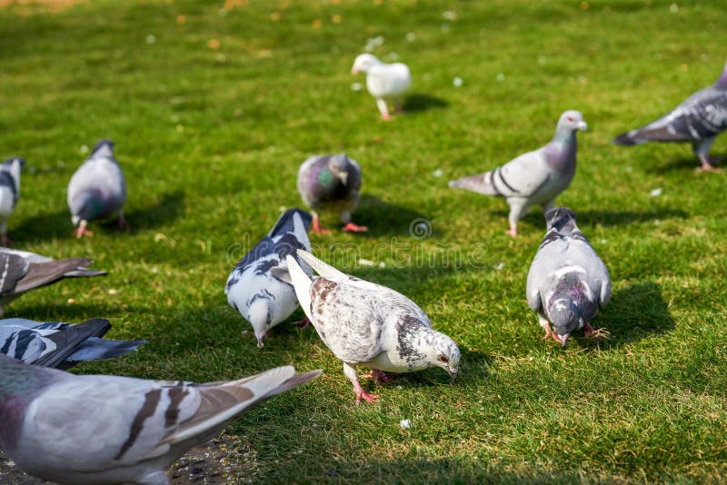 Round and Lovely Big Pigeons in the City Square Stock Photo - Image of ...