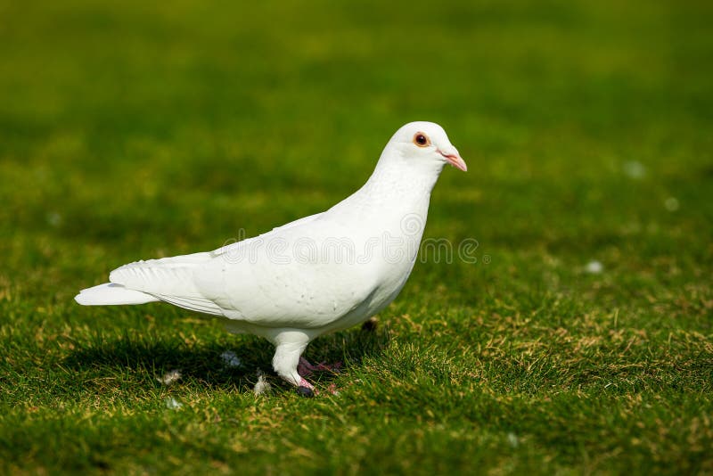 Round and Lovely Big Pigeons in the City Square Stock Image - Image of ...