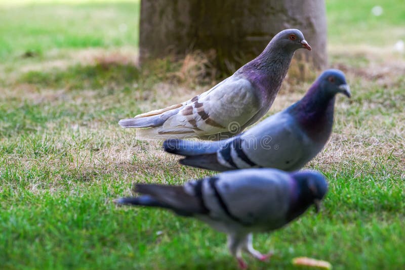 Round and Lovely Big Pigeons in the City Square Stock Photo - Image of ...