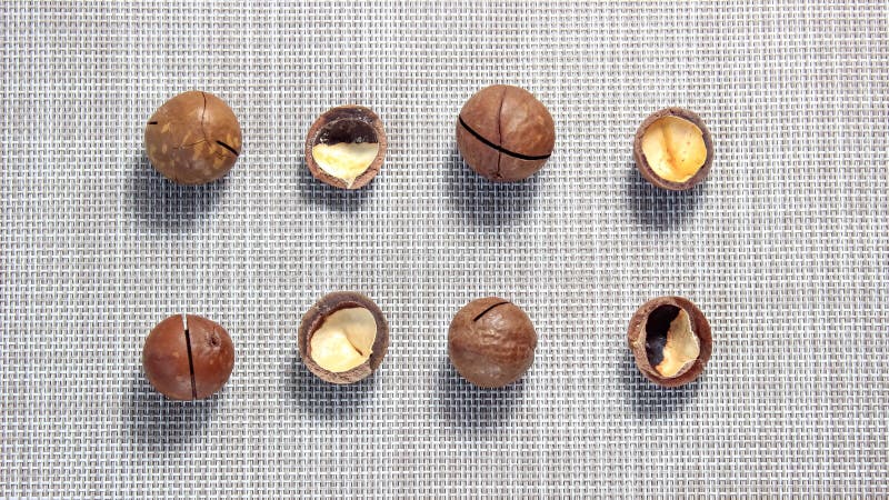 Macadamia Nuts are Open and in the Shell with a Metal Key for Opening ...