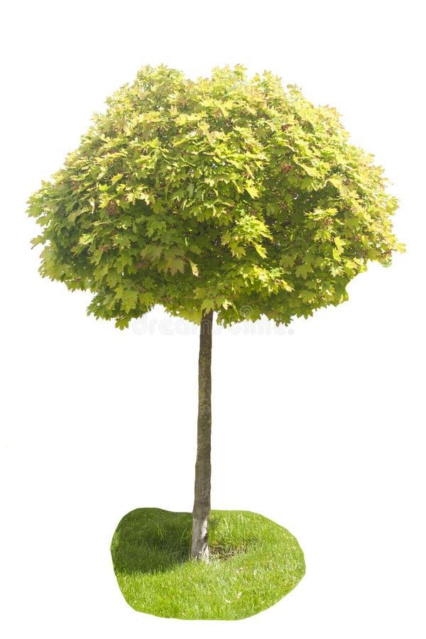 138 Round Oak Tree Silhouette Stock Photos - Free & Royalty-Free Stock ...