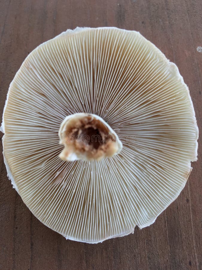 Round Mushroom stock image. Image of twigs, mossy, green - 16833233