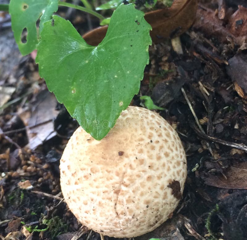 Round Mushroom stock image. Image of twigs, mossy, green - 16833233