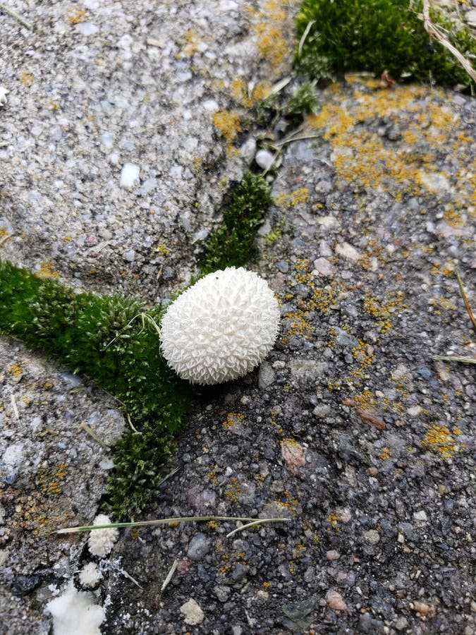 Round Mushrooms stock photo. Image of outdoors, mushrooms - 126624572