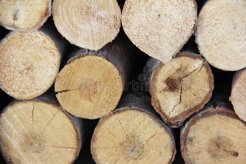 Round Natural Tree Trunk Cut with Cracks and Sawdust Stock Photo ...