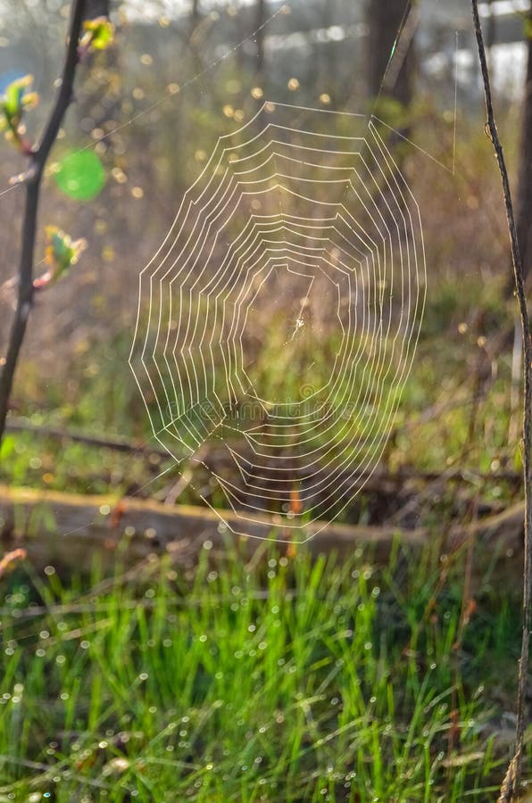A Round Network of Cobwebs in a Forest Against a Backdrop of Forest and ...