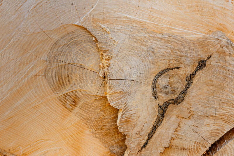 Round Non-colored Wood, Classic Wood Texture Stock Photo - Image of ...