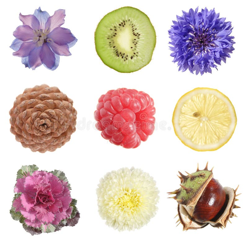 Round things stock image. Image of dahlia, smith, rounded - 4567057