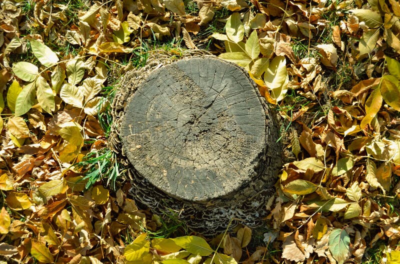 A Round Old Withered Stump Surrounded by Many Fallen Leaves Stock Photo ...