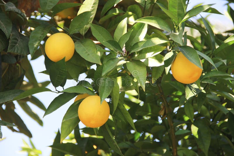 Round Orange Fruits Oranges on Tree Branches on a Background of Green ...