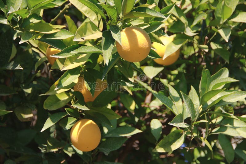 Round Orange Fruits Oranges on Tree Branches on a Background of Green ...