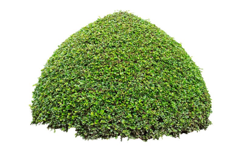 Bush stock photo. Image of isolated, bush, green, plant - 31333628