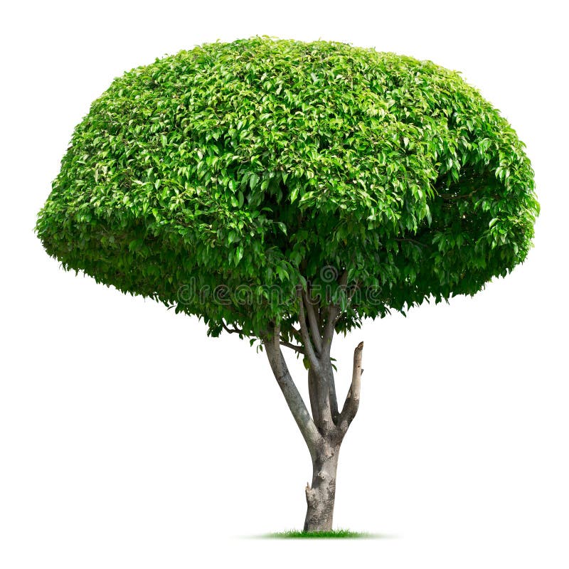 Round ornamental tree stock image. Image of natural, tree - 30028529