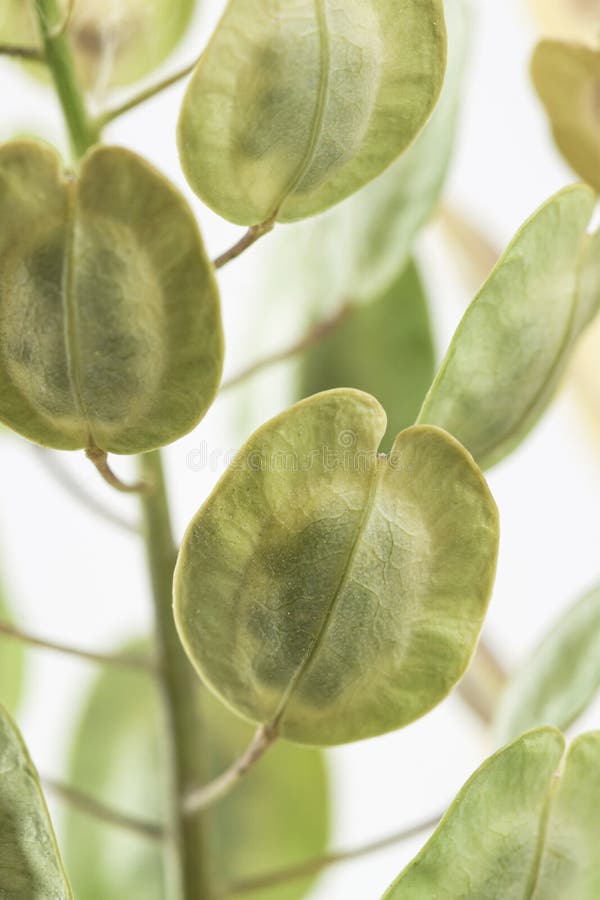Round Oval Shape Flowers Green Color Buds with Light Background ...