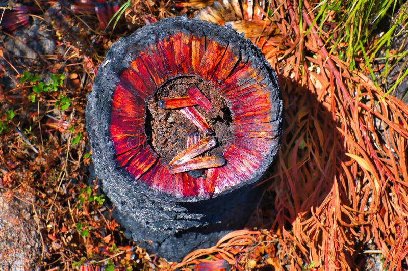 Round Pattern of the Burnt Stomp of a Grass Tree Stock Photo - Image of ...