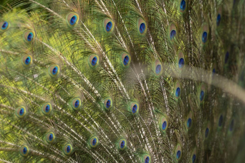 Round Pattern in Peacock Feathers Close Up Stock Photo - Image of blue ...