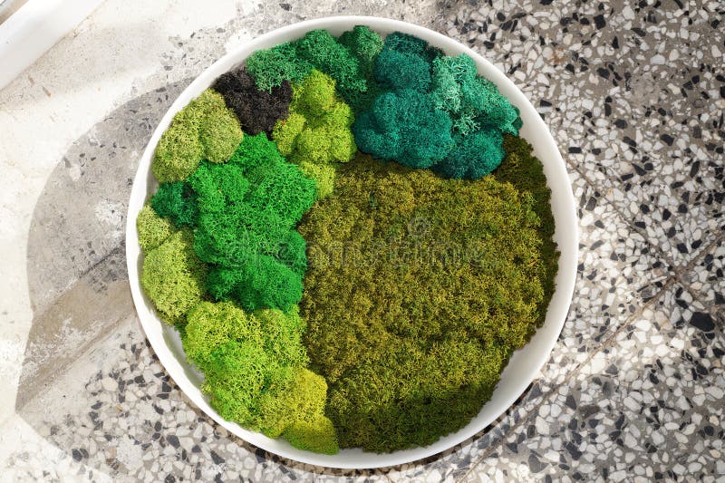 Round Picture from Colored Decorative Preserved Stabilized Moss on a ...