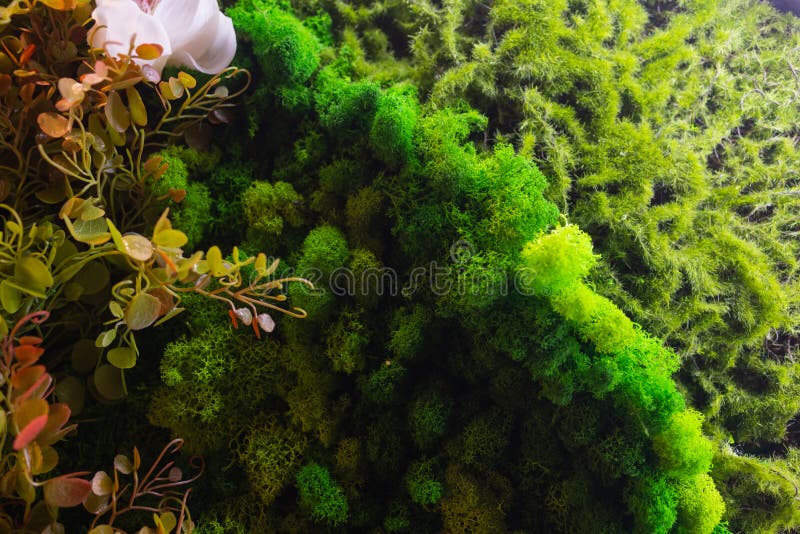 Round Picture of Green Decorative Moss with LED Lighting on the Wall ...