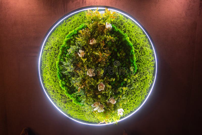 Round Picture of Green Decorative Moss with LED Lighting on the Wall ...