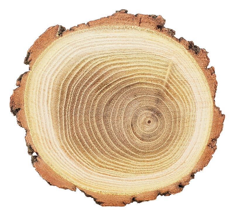 Round Piece of Wood in Cross Section with Wood Texture Pattern Isolated ...
