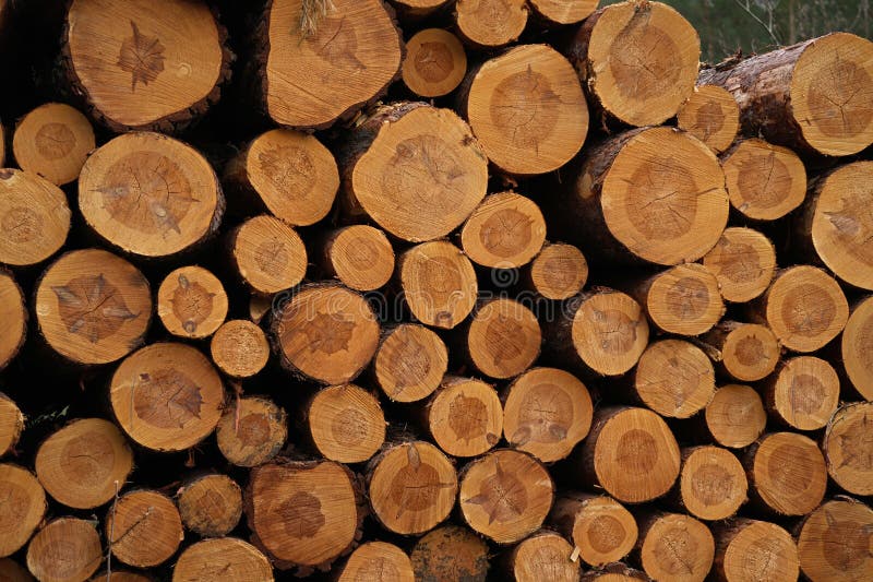 Round Pine Trees in Close-up Stock Photo - Image of pinetree, forestry ...