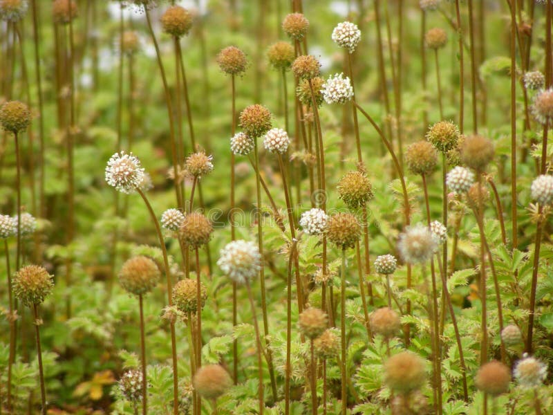Round plants stock photo. Image of stamen, stem, blossoming - 11975828